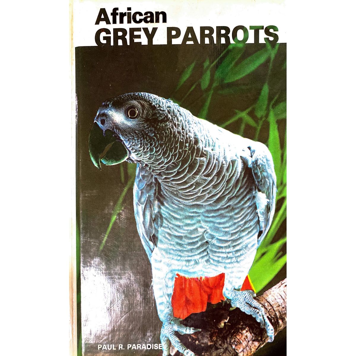 African Grey Parrots by Paul R. Paradise | Fact and Fiction